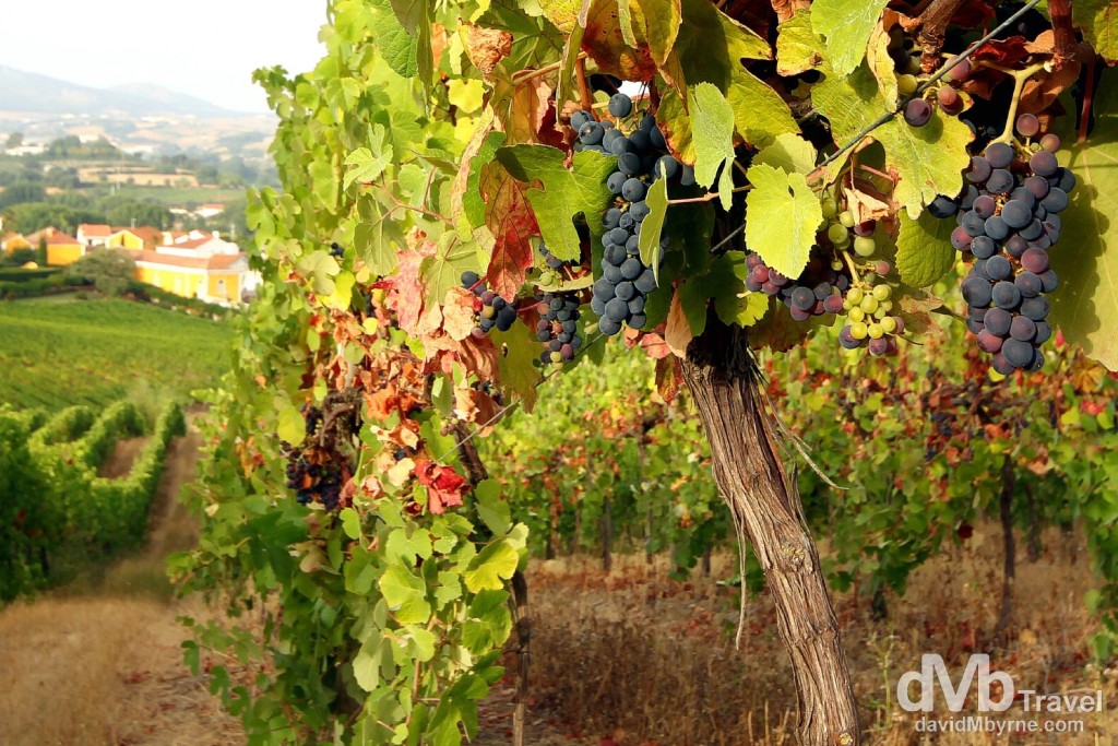 Gradil, Mafra, Portugal - Worldwide Destination Photography & Insights