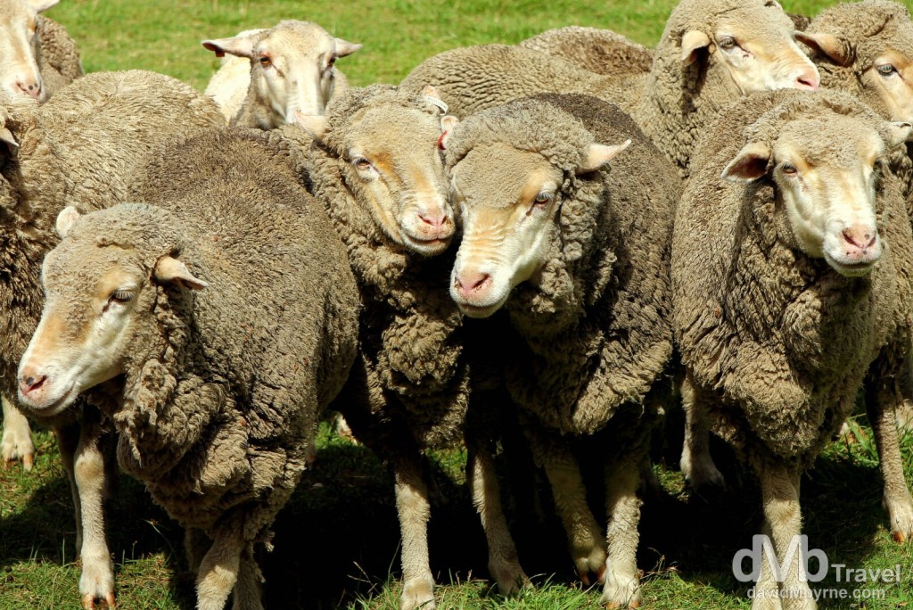 Lone Pine Koala Sanctuary, Brisbane, Australia | Worldwide Destination ...