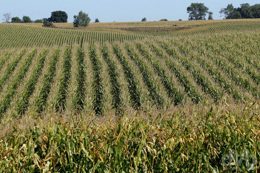 corn-fields-nebraska - Worldwide Destination Photography & Insights