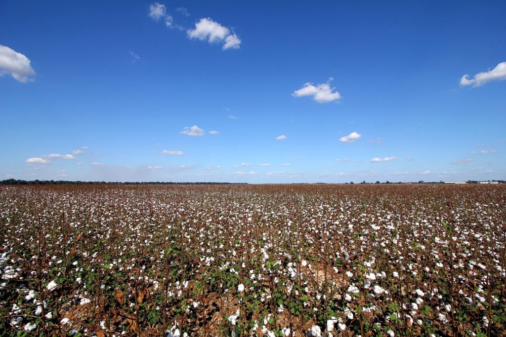 Cotton Fields Mississippi Delta - Worldwide Destination Photography ...
